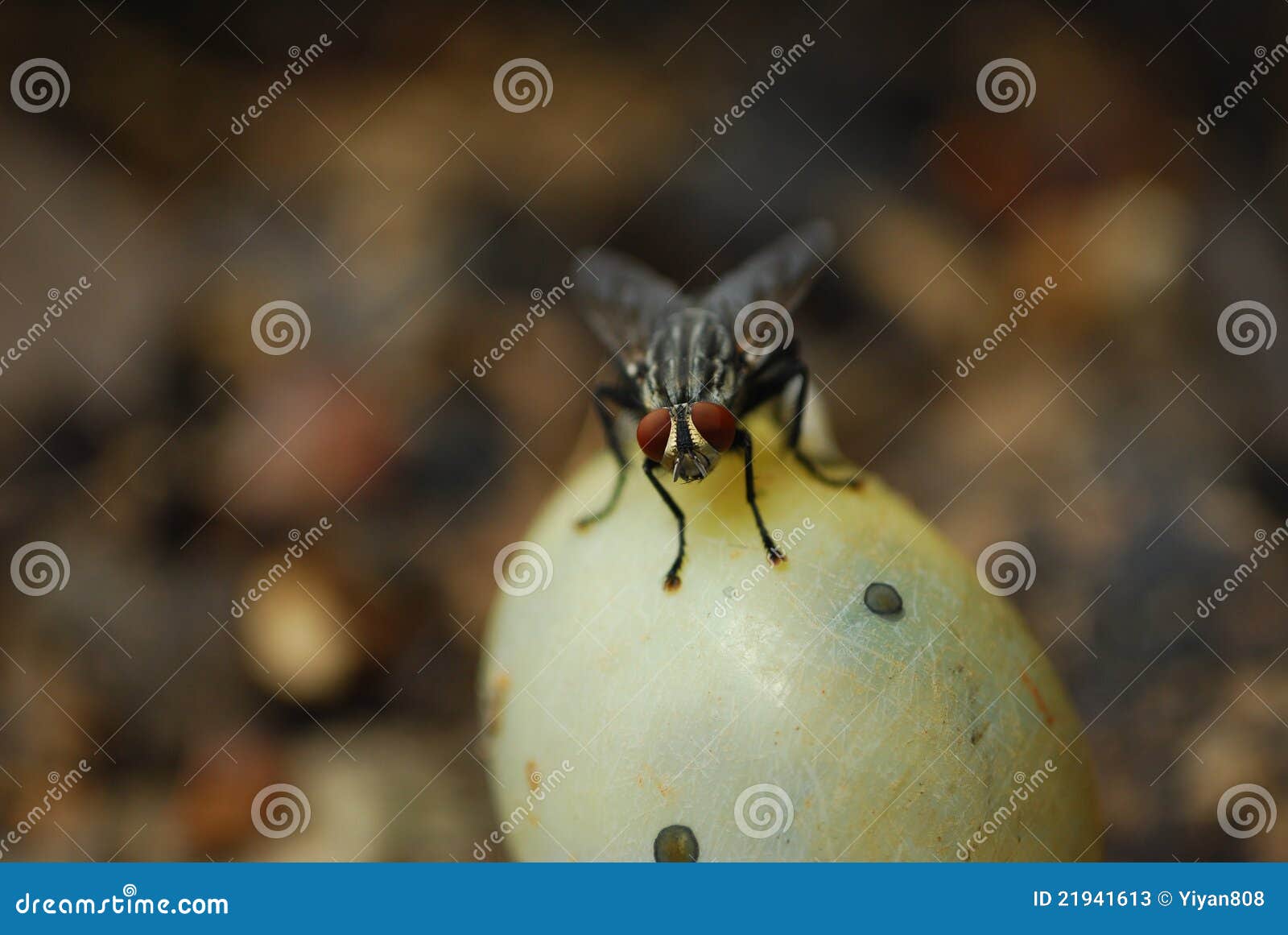 Fly resting on a shell stock image. Image of brown, resting - 21941613