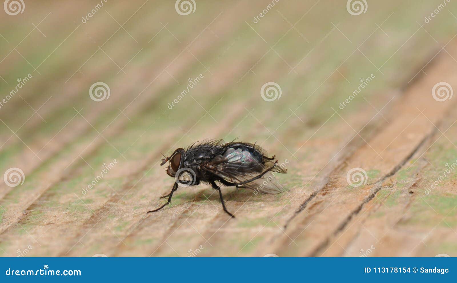 Fly insect stock photo. Image of infect, flies, miscellaneous - 113178154
