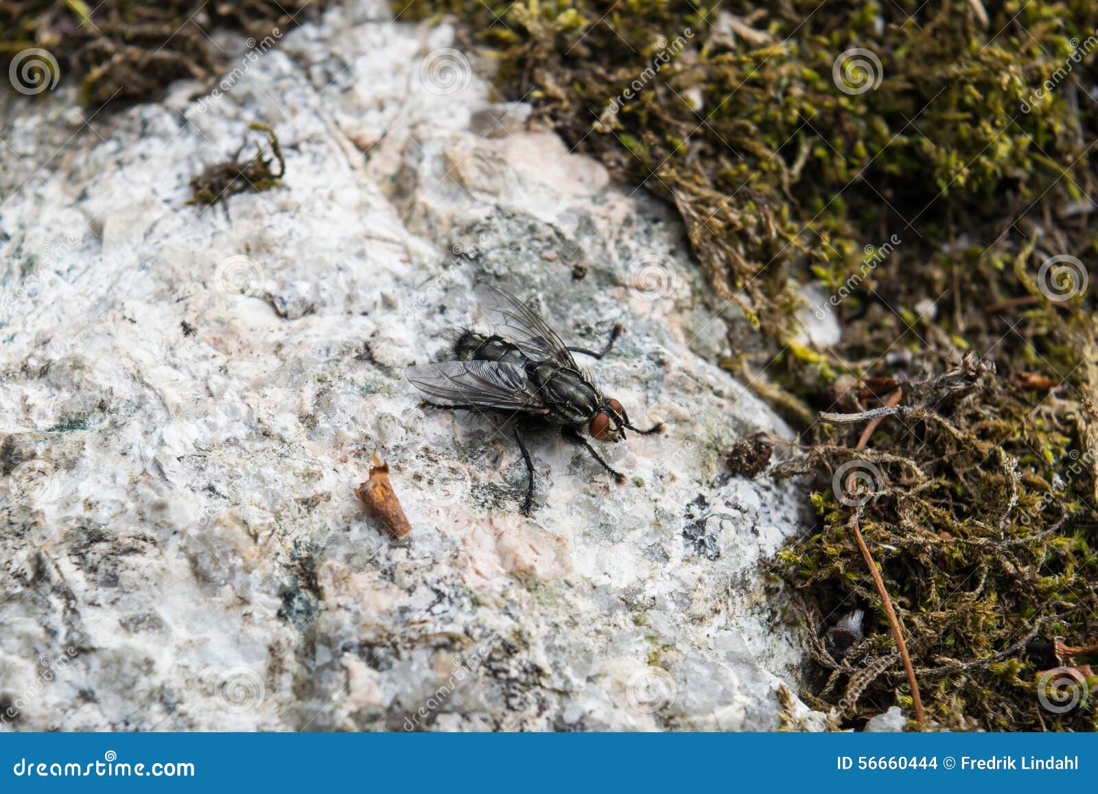Fly on rock stock photo. Image of grey, daylight, norway - 56660444
