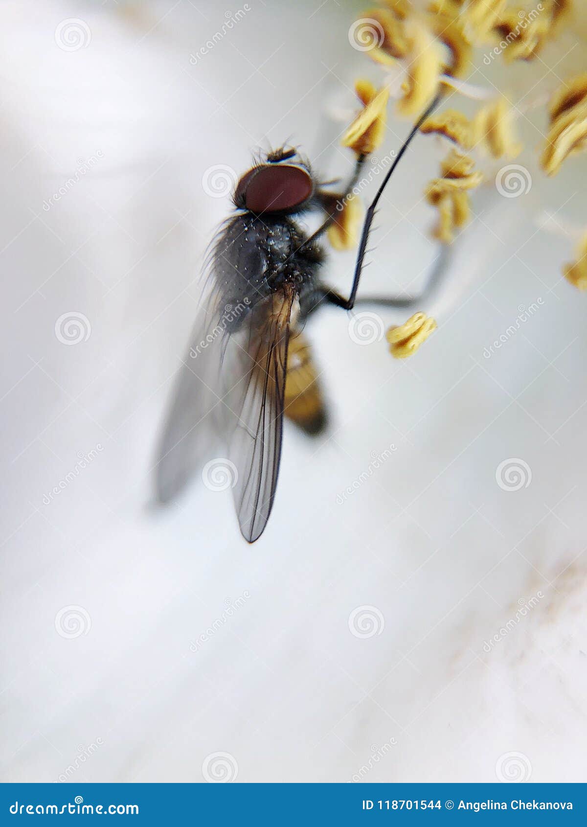 Fly on a Rose Flower in the Park Stock Photo - Image of closeup, rose ...