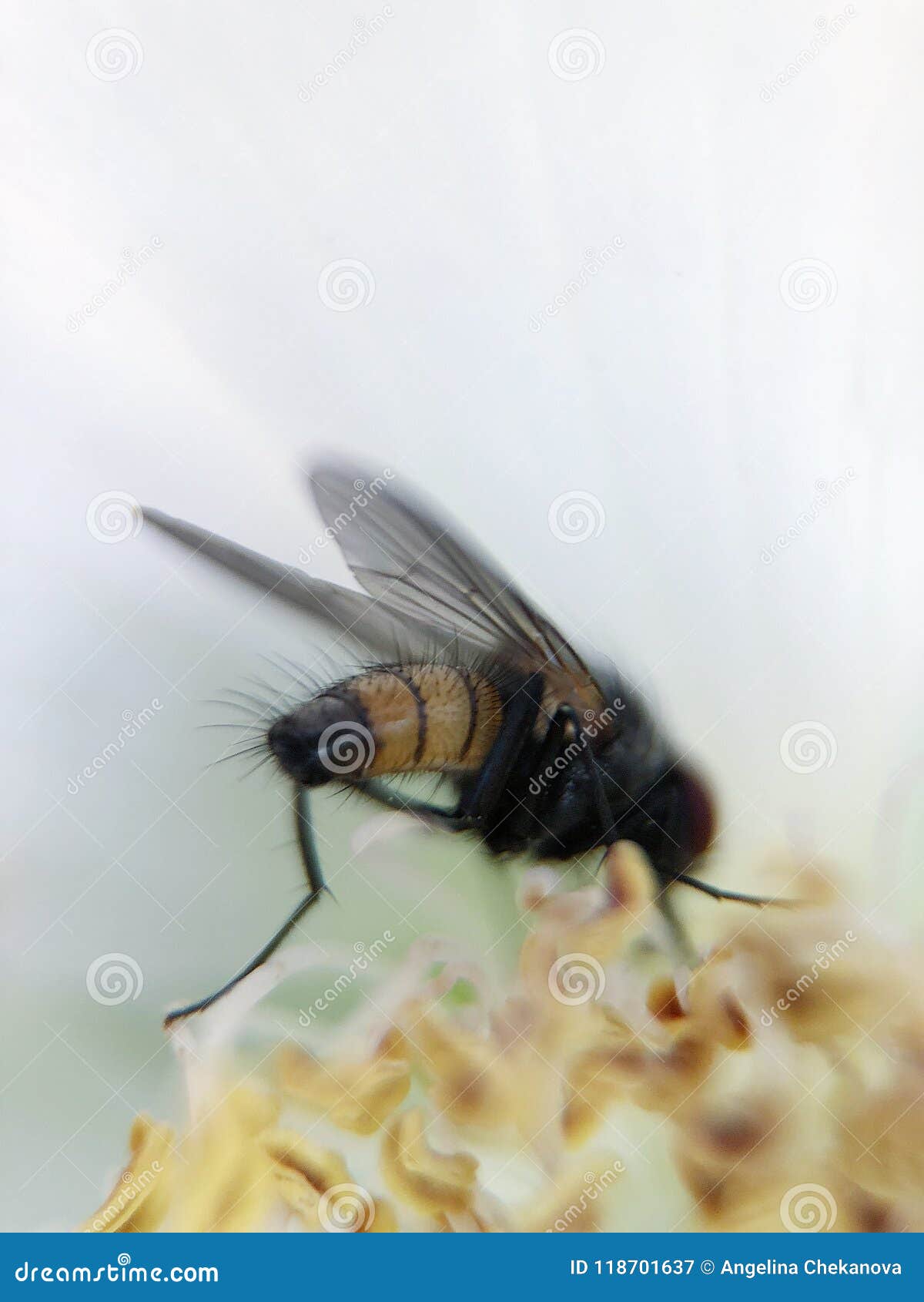 Fly on a Rose Flower in the Park Stock Image - Image of brown, animal ...