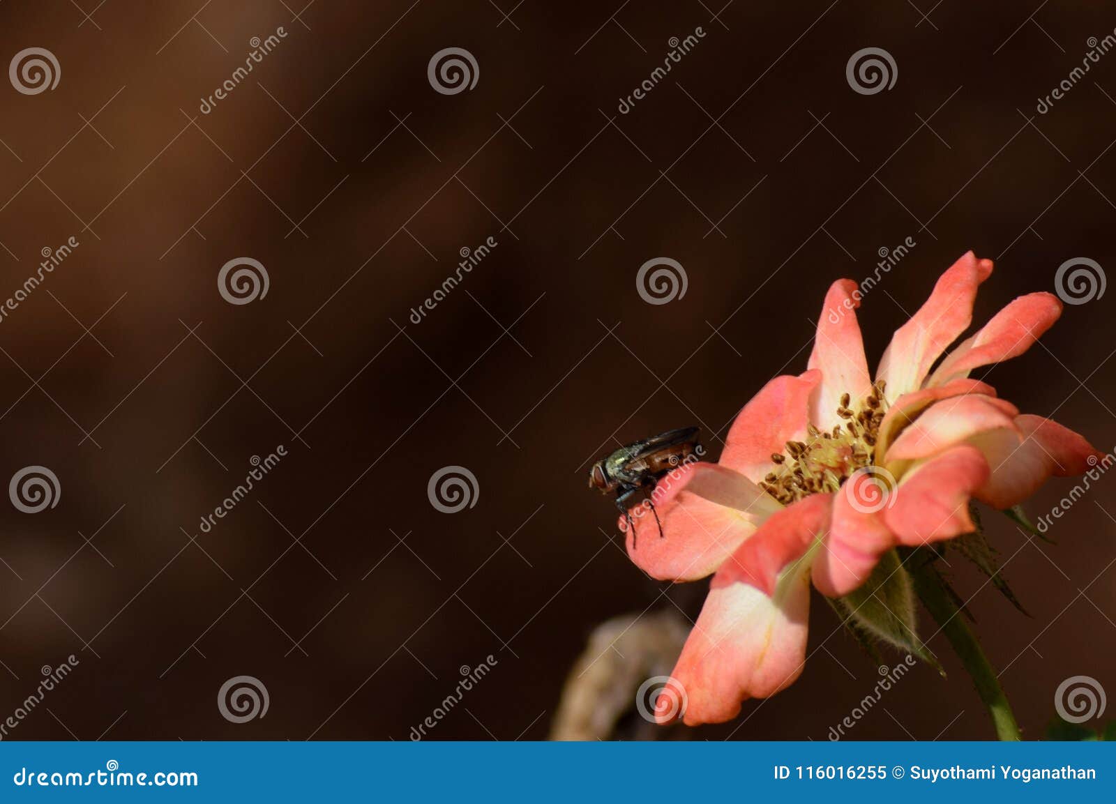 Fly on a rose stock image. Image of roses, sitting, flower - 116016255