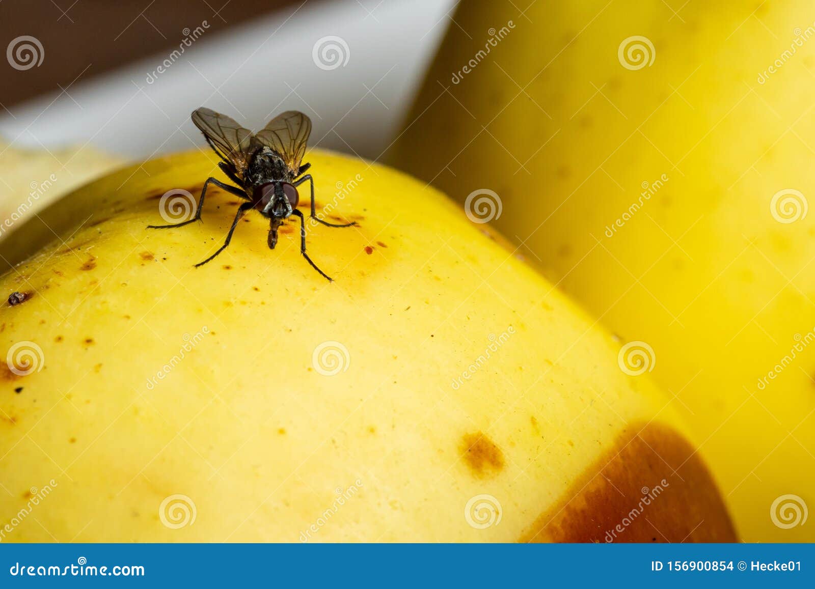 Fly on a rotten Apple stock photo. Image of rotten, tropical - 156900854