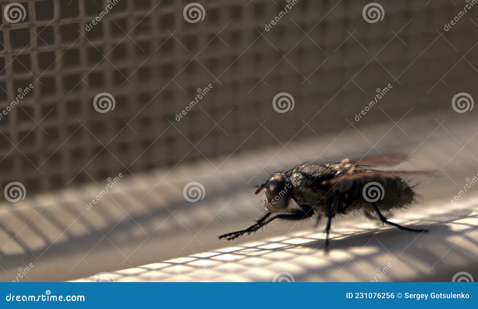 The fly rubs its paws stock photo. Image of color, small - 231076256