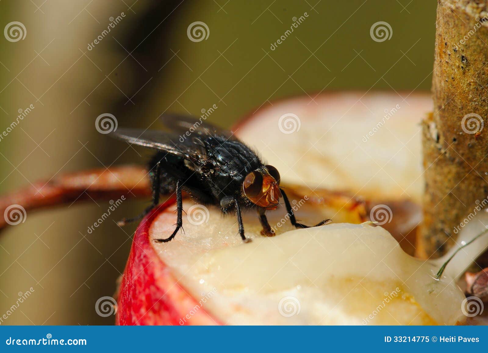 Fly s dinner stock image. Image of odour, fruit, food - 33214775