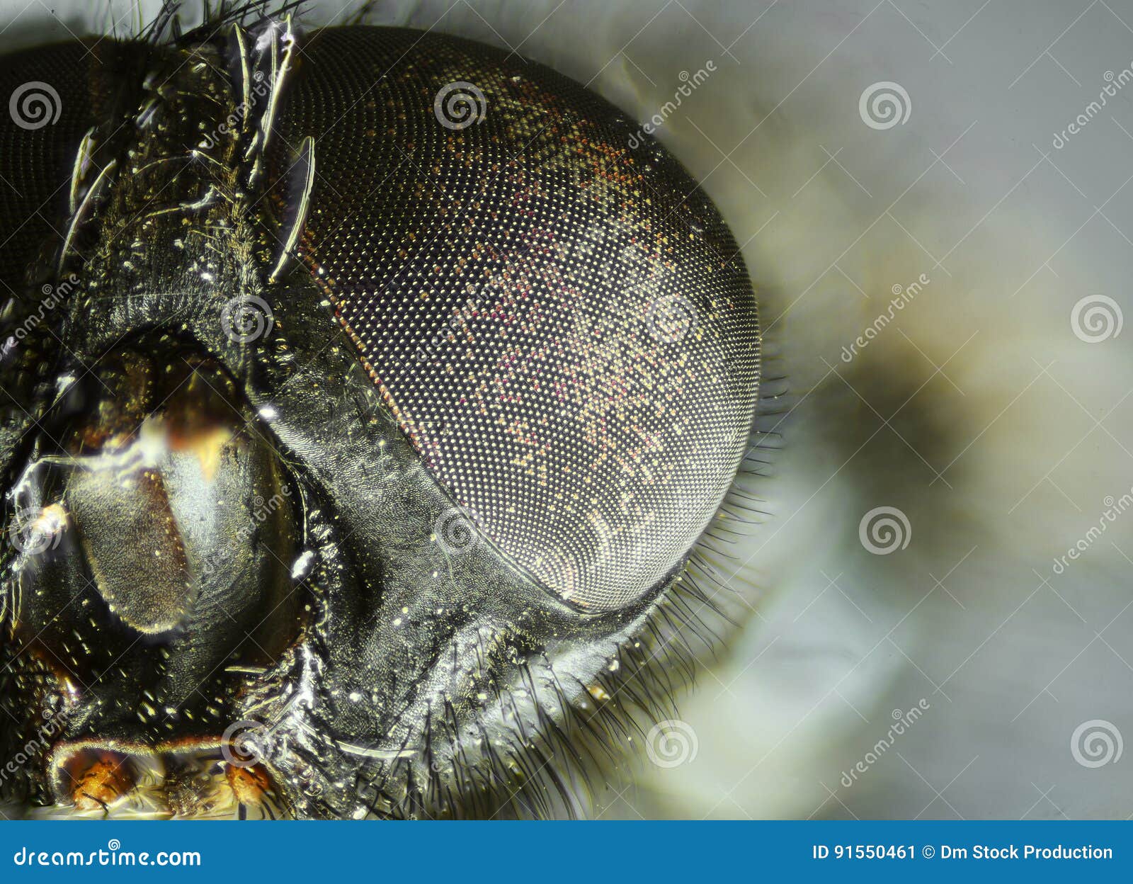 Fly`s eye. stock image. Image of unhygienic, magnified - 91550461
