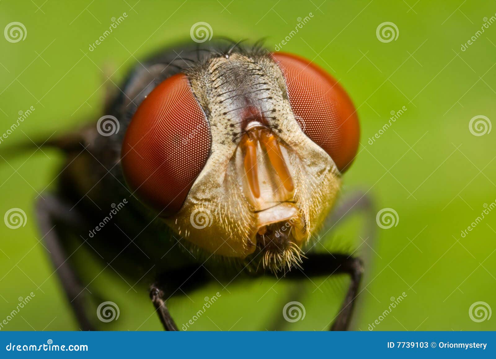 Fly s face stock image. Image of pattern, nature, leaf - 7739103
