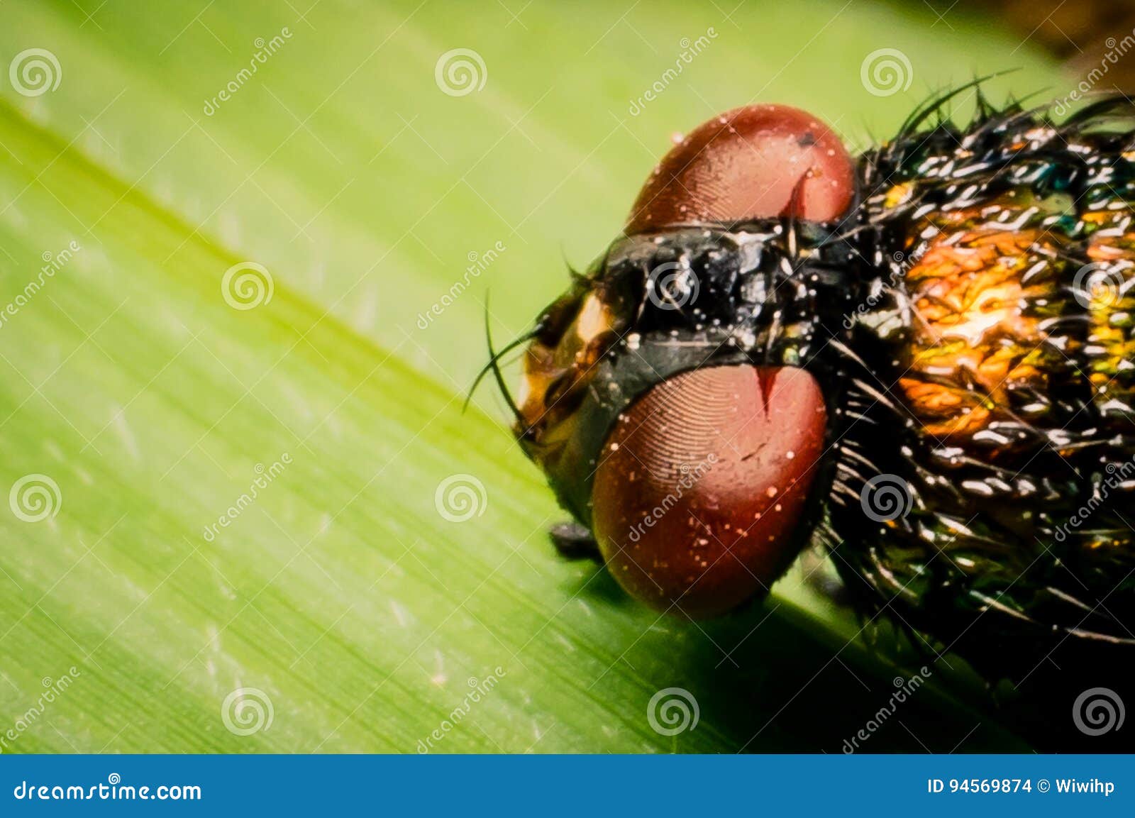 Fly`s Head stock photo. Image of detail, garden, macro - 94569874