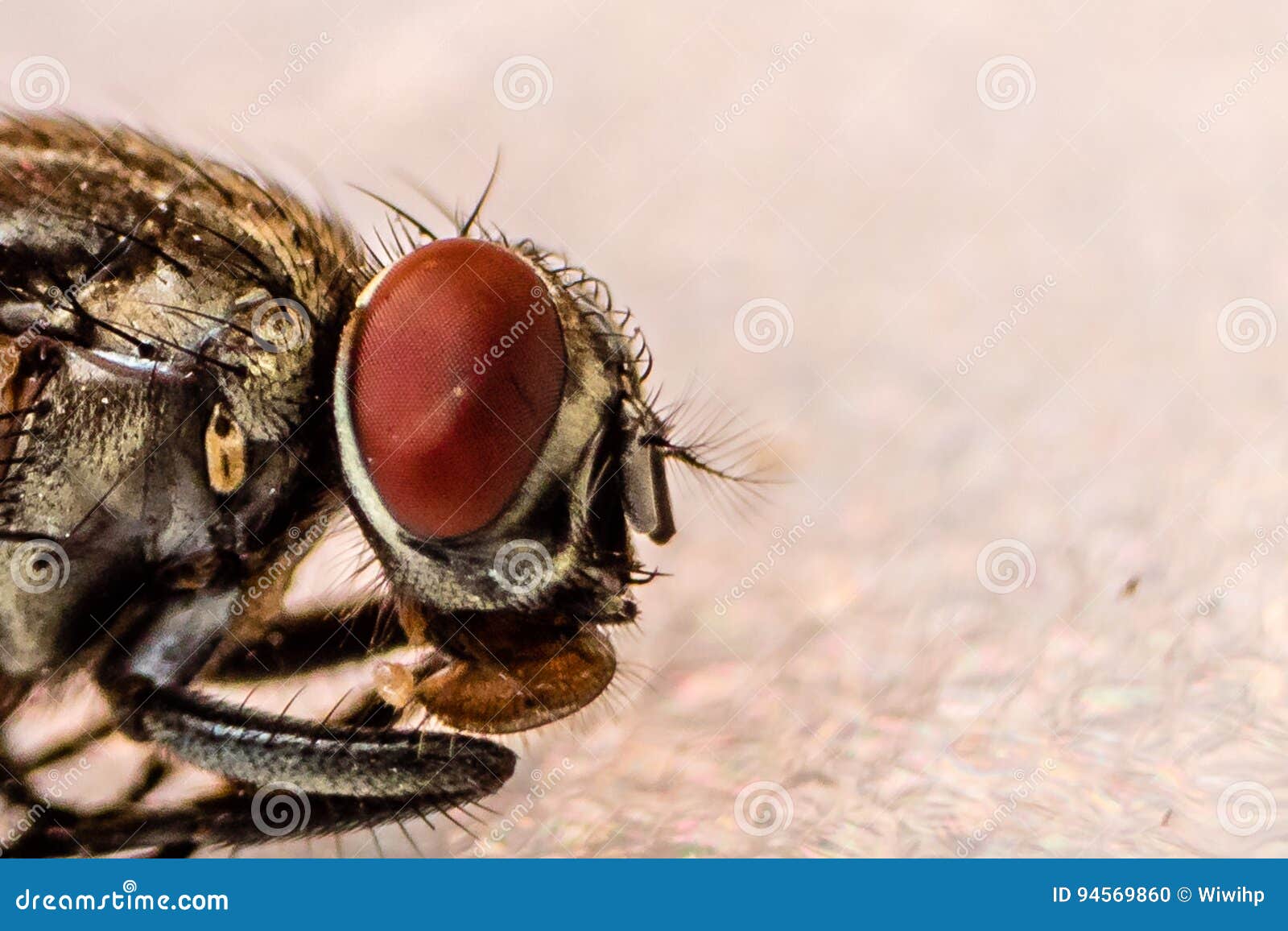 Fly`s Head stock photo. Image of hair, animal, detailed - 94569860