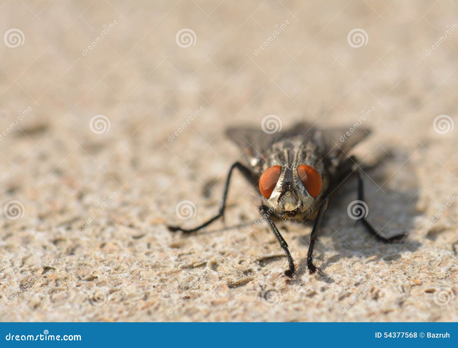 Fly on sand close up stock photo. Image of hygiene, wings - 54377568