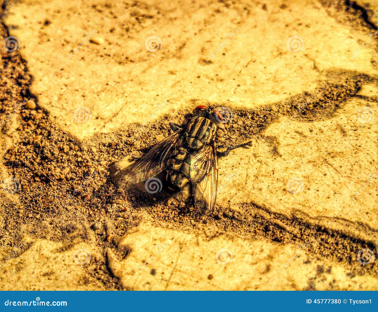 Fly on sand stock photo. Image of insect, gray, view - 45777380