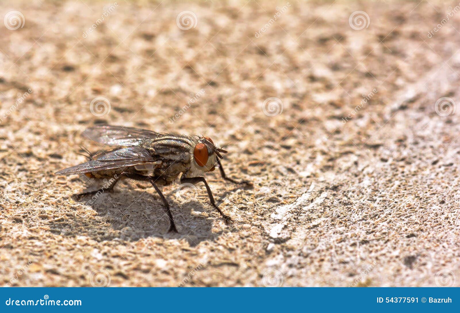 Fly on sand stock image. Image of purity, diseases, insects - 54377591