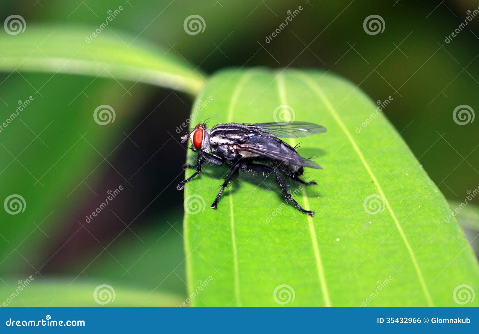 Fly stock photo. Image of plant, foliage, moth, nature - 35432966