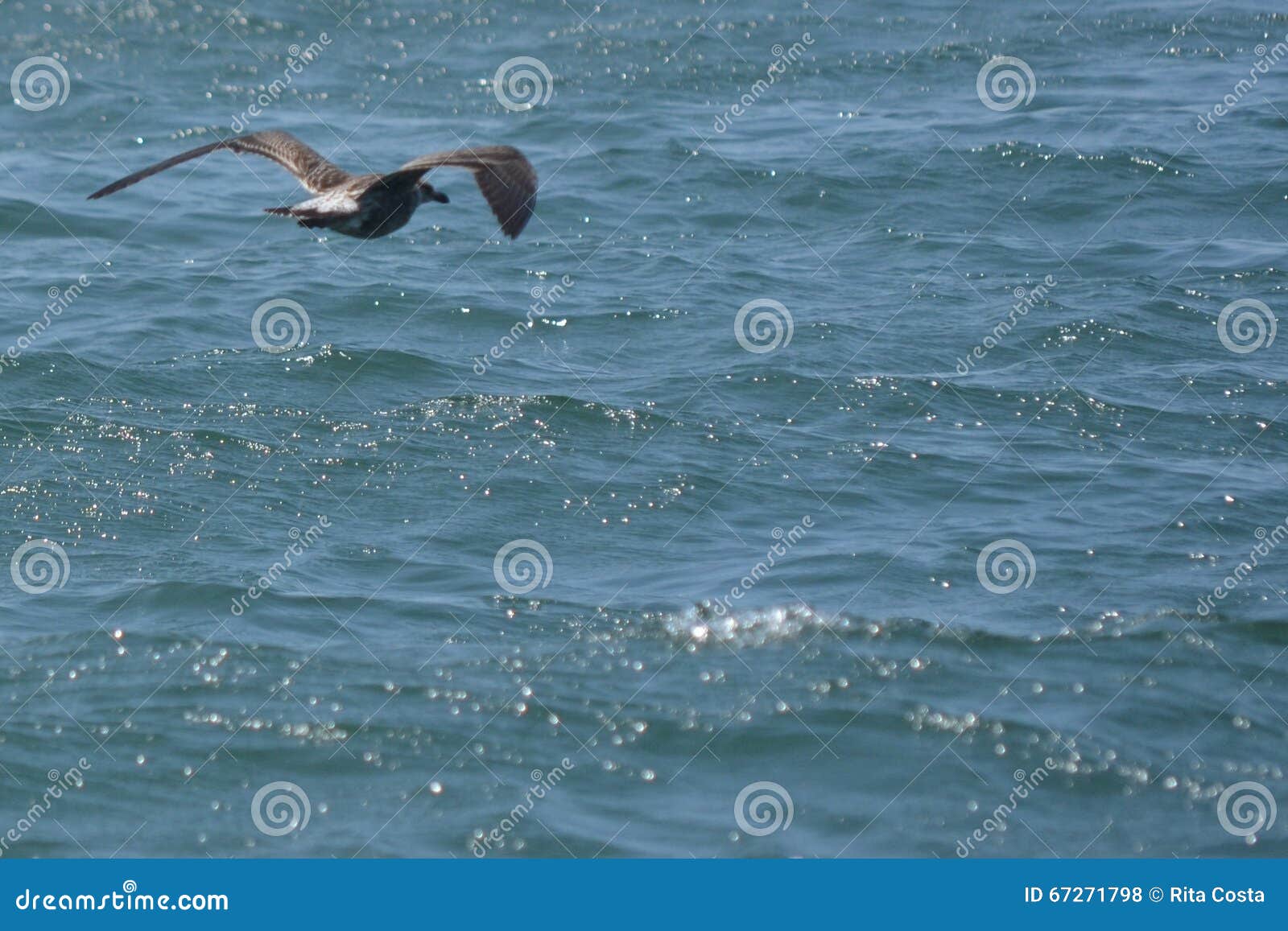 Fly of Seagull stock photo. Image of blue, flying, calmly - 67271798