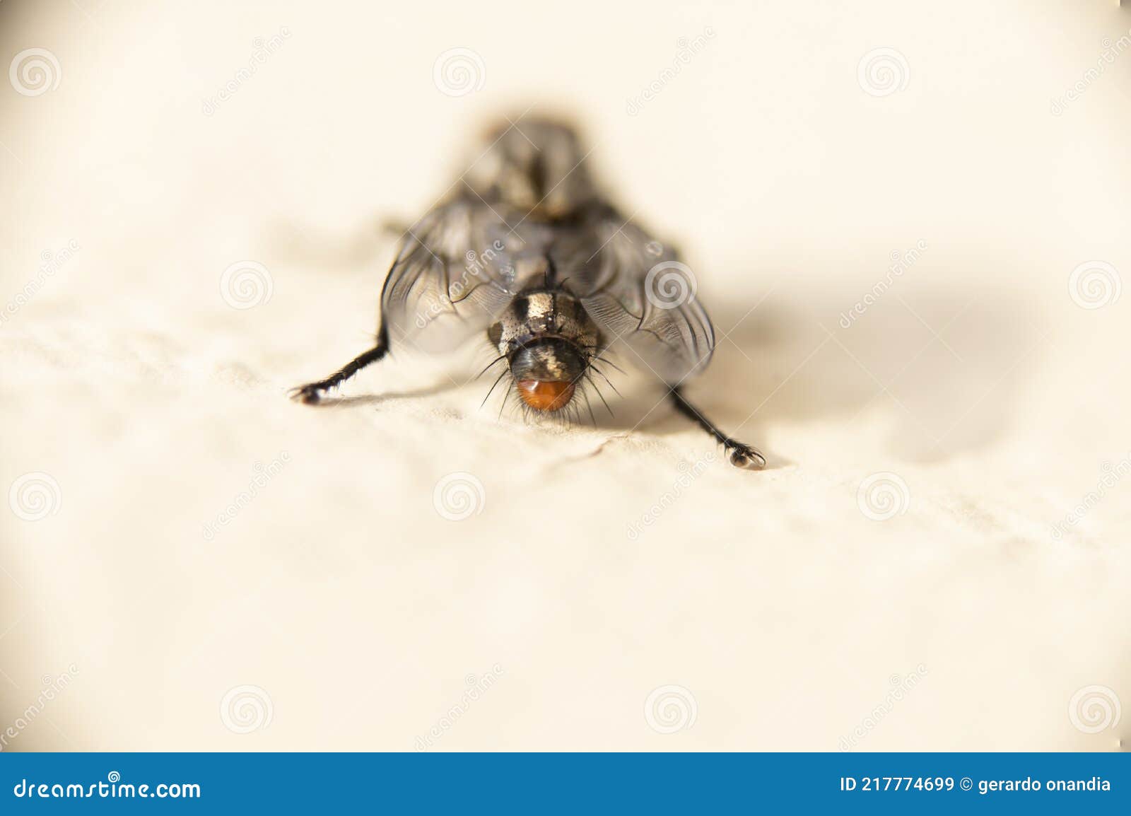 Fly Seen from the Back of the Body on Diffuse Surface Stock Image ...