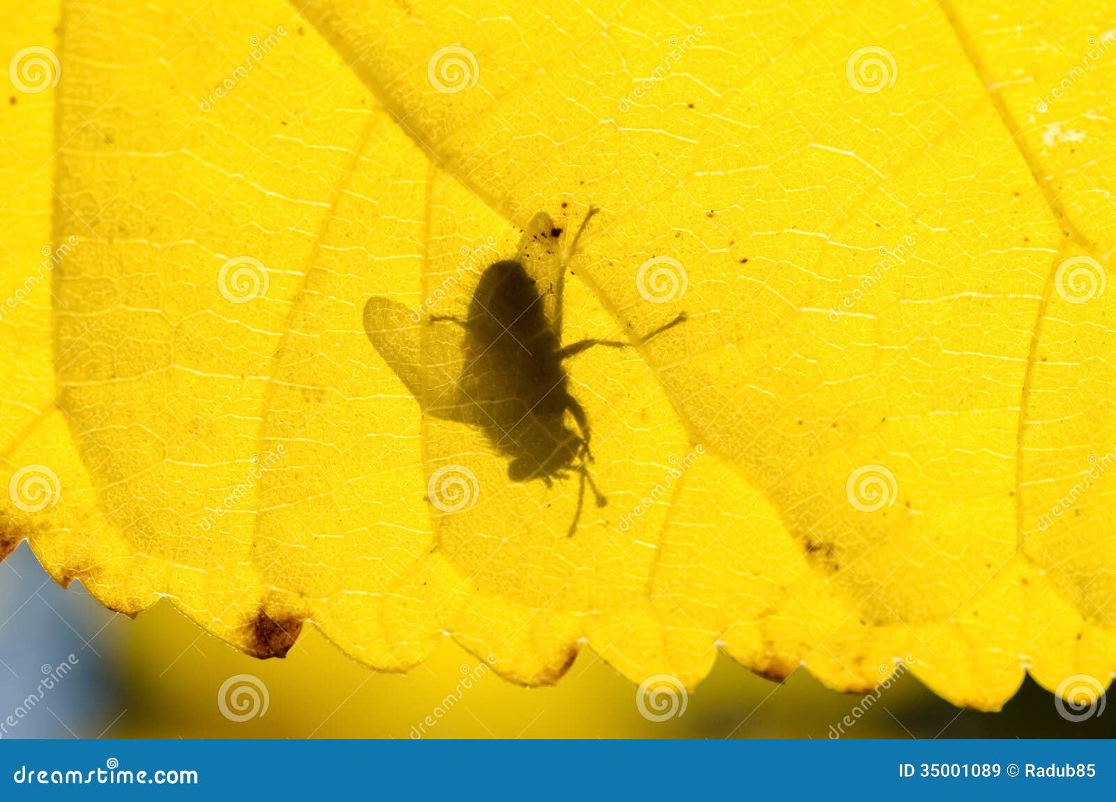 Fly Shadow on Leaf stock image. Image of pest, detail - 35001089