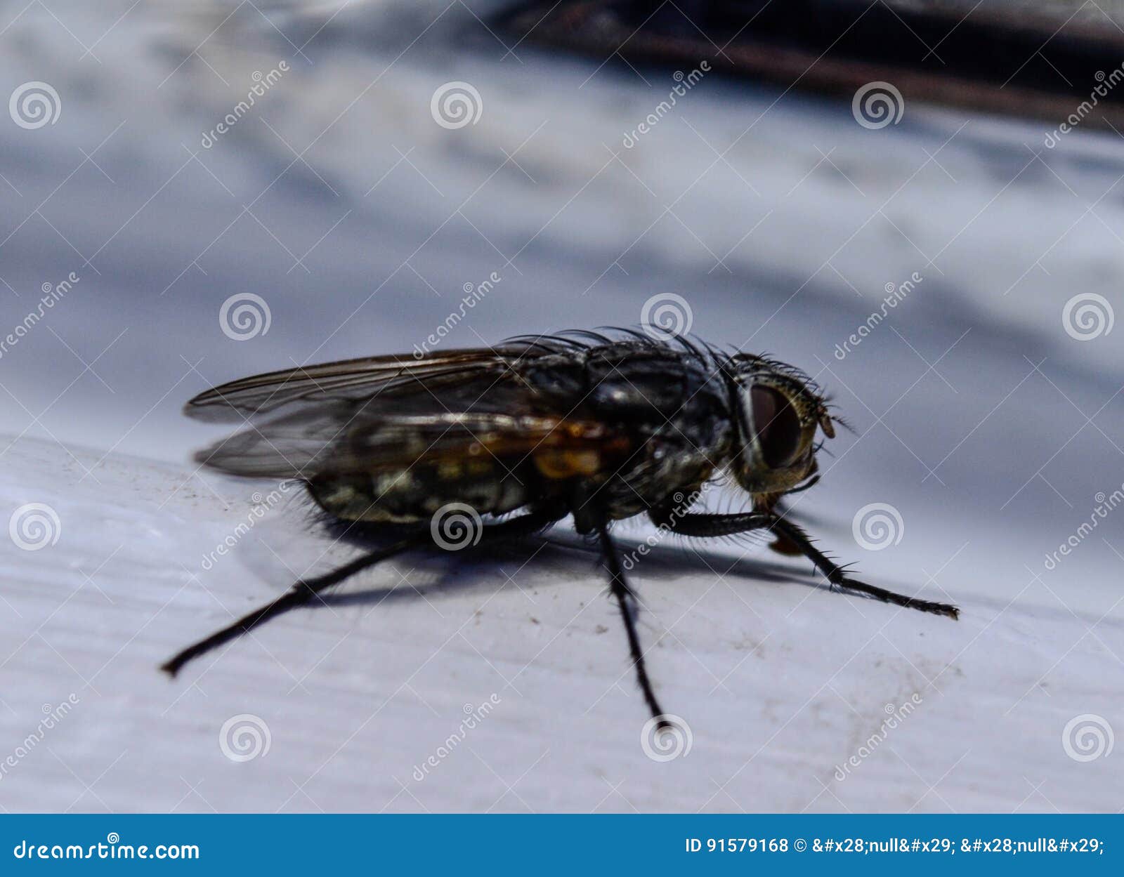 Fly Sidelayout Stock Photos - Free & Royalty-Free Stock Photos from ...