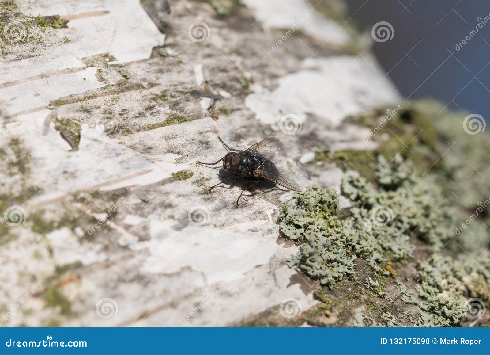 Fly on silver birch stock photo. Image of white, nature - 132175090