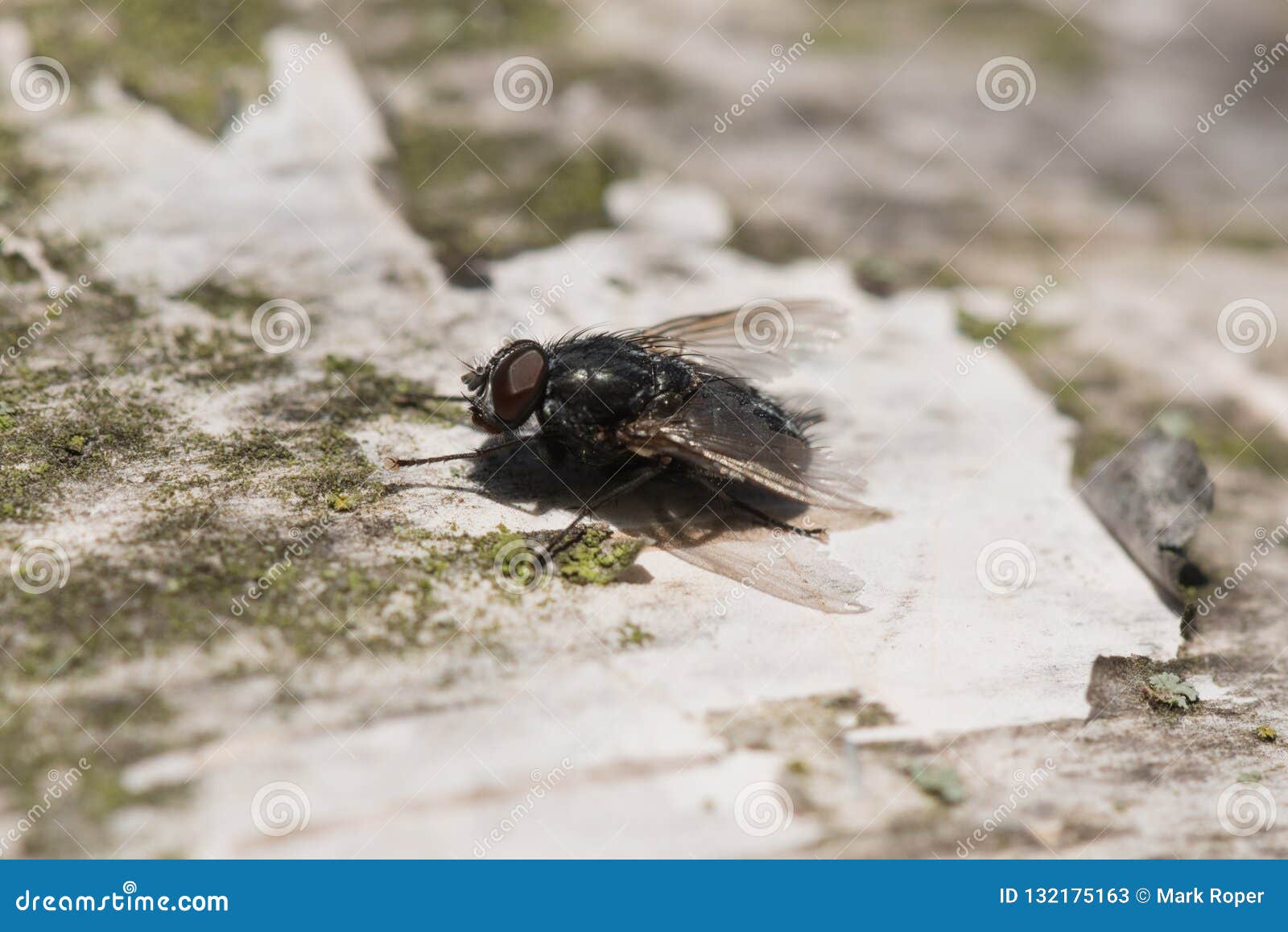 Fly on silver birch tree stock image. Image of hair - 132175163