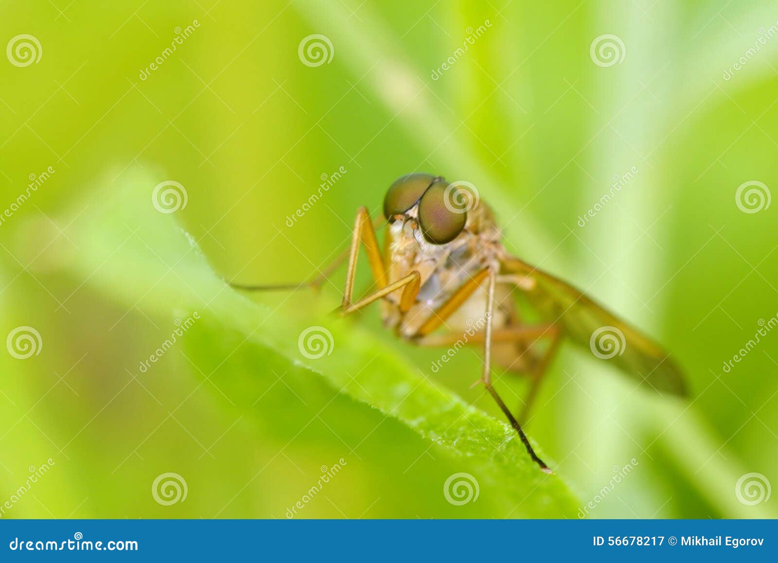 Fly sit on leaf stock image. Image of leaf, compound - 56678217