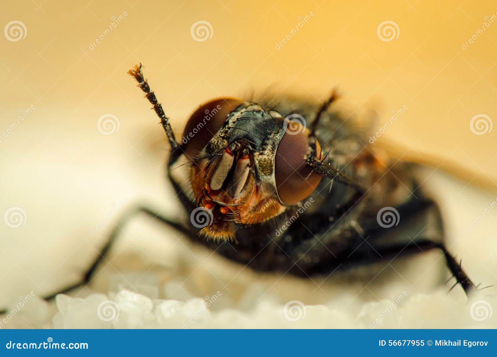 Fly sit on sugar stock image. Image of macro, compound - 56677955