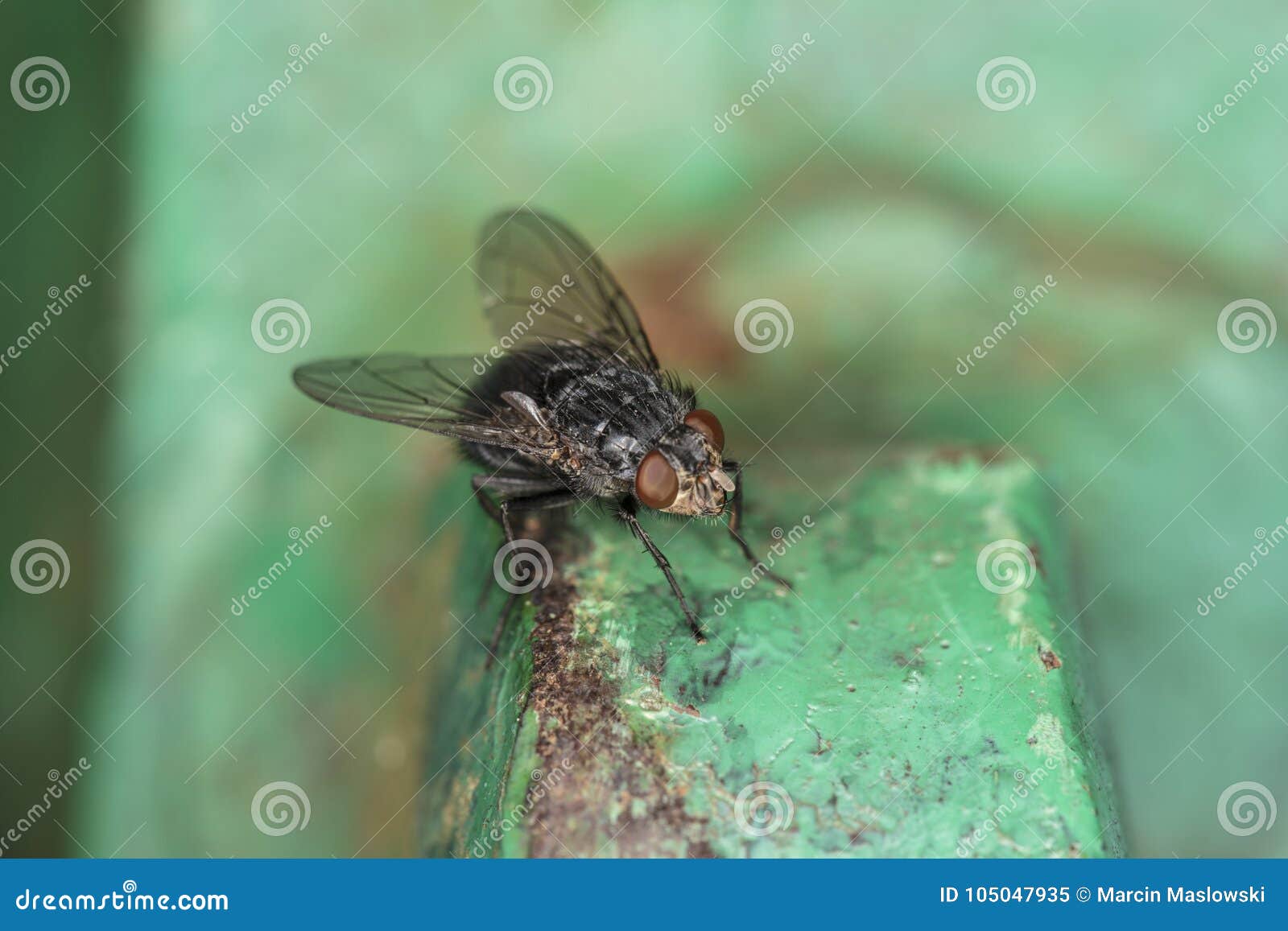 Fly Siting on the Green Thing Stock Image - Image of outdoor, beauty ...