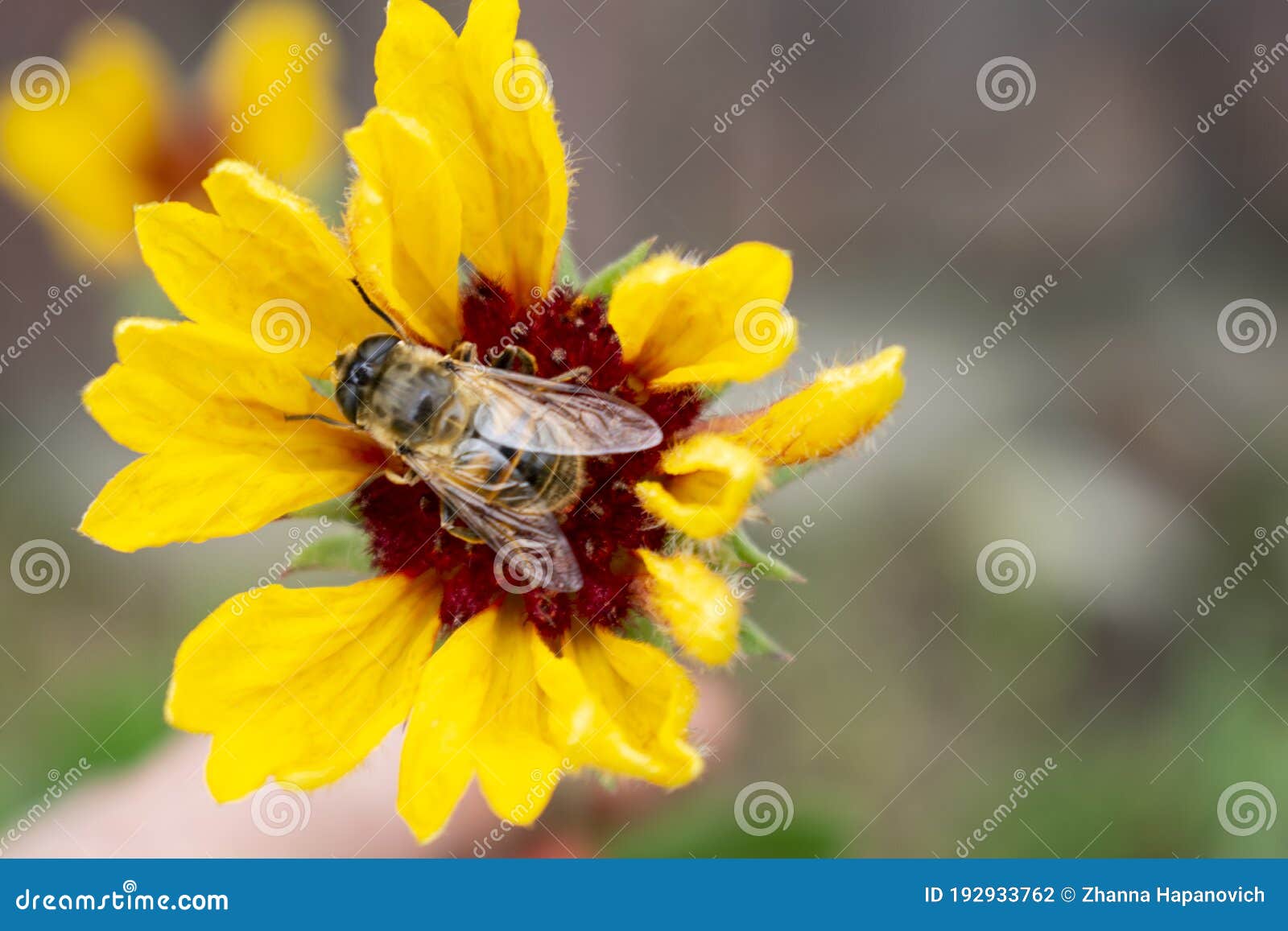 The Fly Sits on a Beautiful Bright Yellow Flower Stock Photo - Image of ...