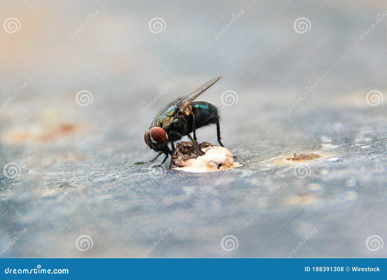 A fly sits down and eats stock photo. Image of macro - 188391308