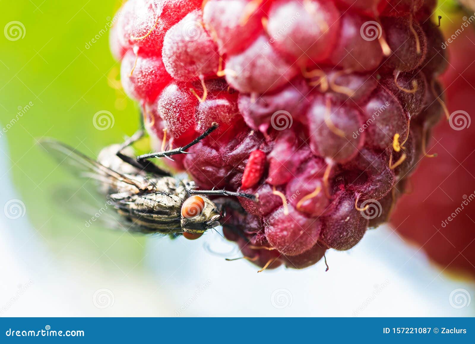 Fly Sits on Red Raspberries Stock Image - Image of insect, berry: 157221087
