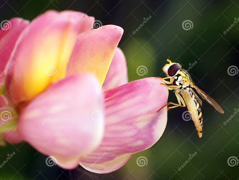 Fly stock image. Image of sweden, juniper, life, brown - 31271181