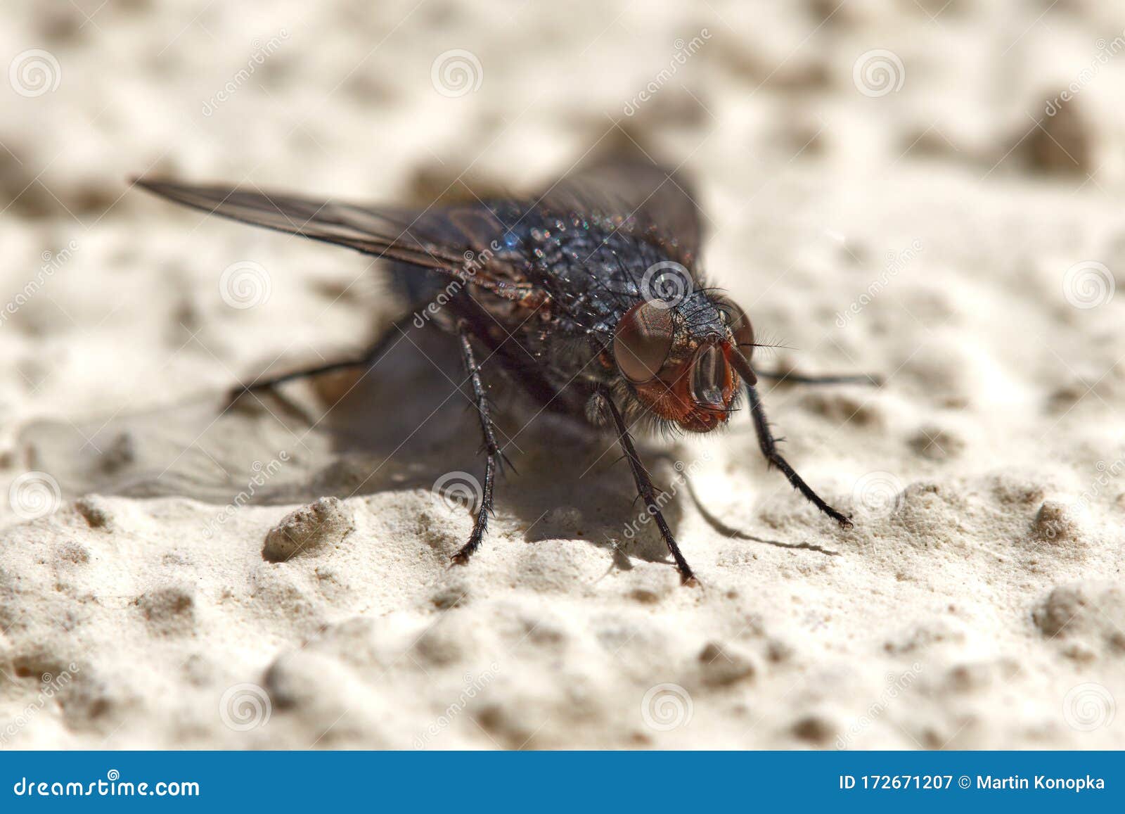 Fly stock image. Image of scary, insect, small, sunshine - 172671207