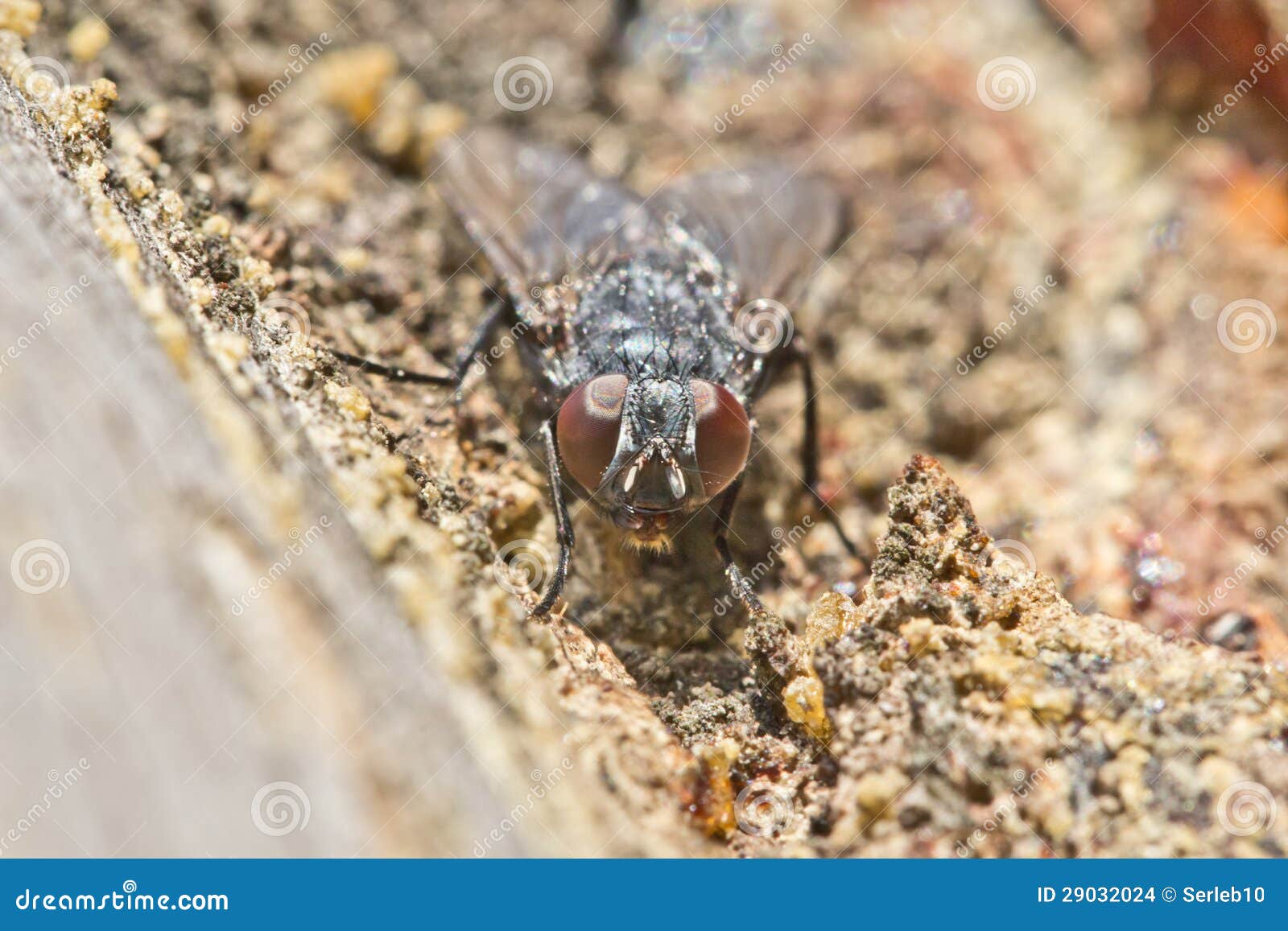 A Fly Sits on Tree Bark at Rest. Macro Shooting Stock Photo - Image of ...