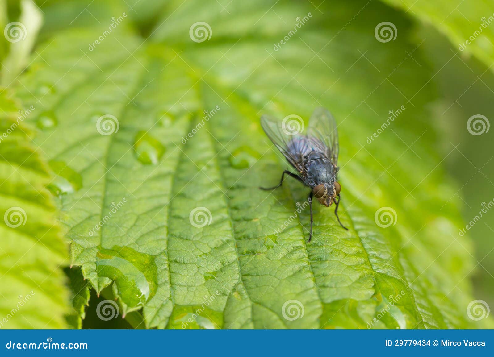 Fly on leaf stock photo. Image of sitting, plant, leaf - 29779434