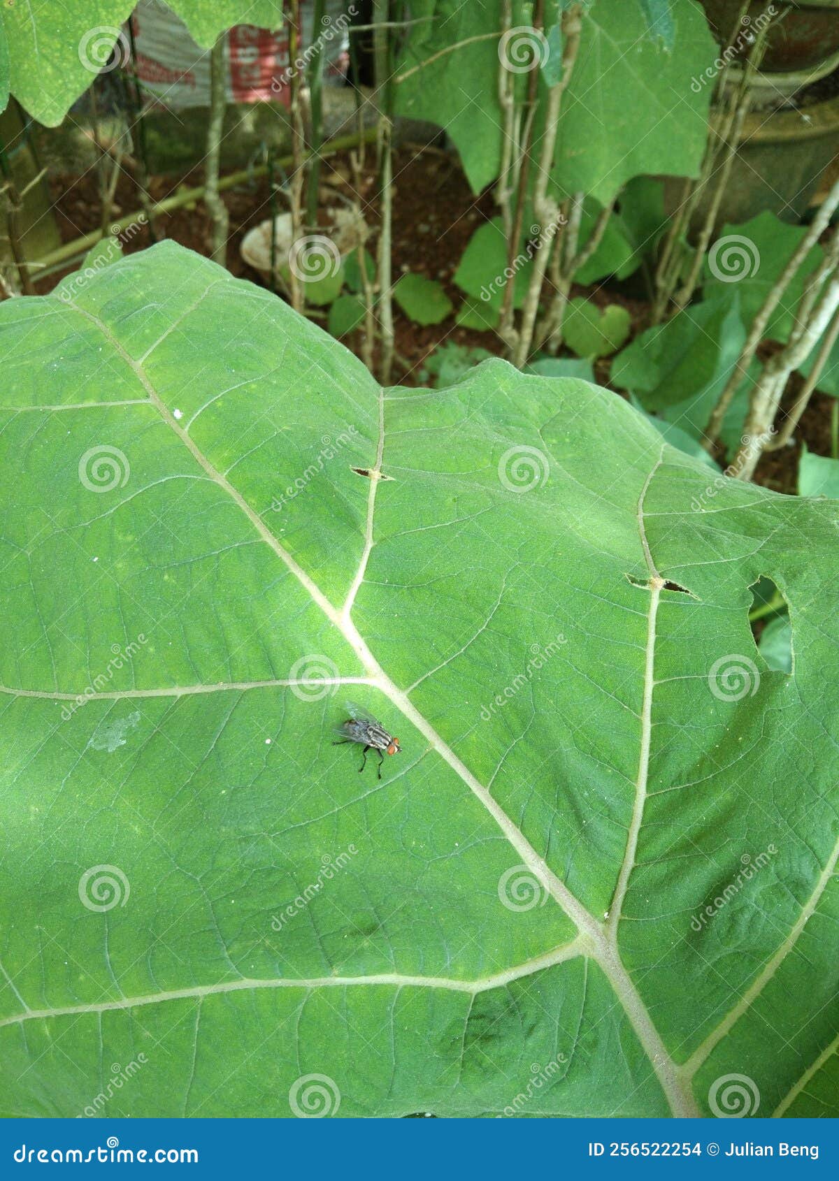 A Fly Sitting on Green Leaf in a Plants Garden Stock Photo - Image of ...