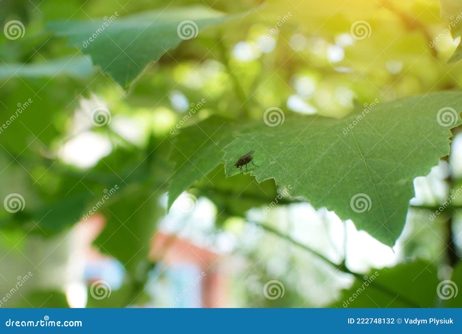 Summer Insects Royalty-Free Stock Image | CartoonDealer.com #157034188