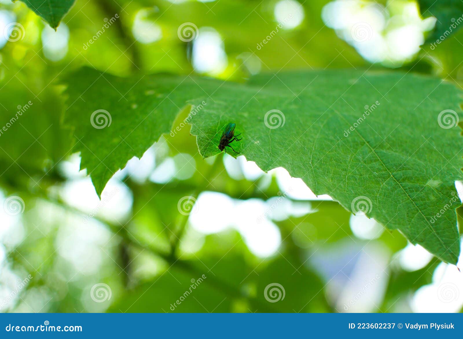 Summer Insects Royalty-Free Stock Image | CartoonDealer.com #157034188