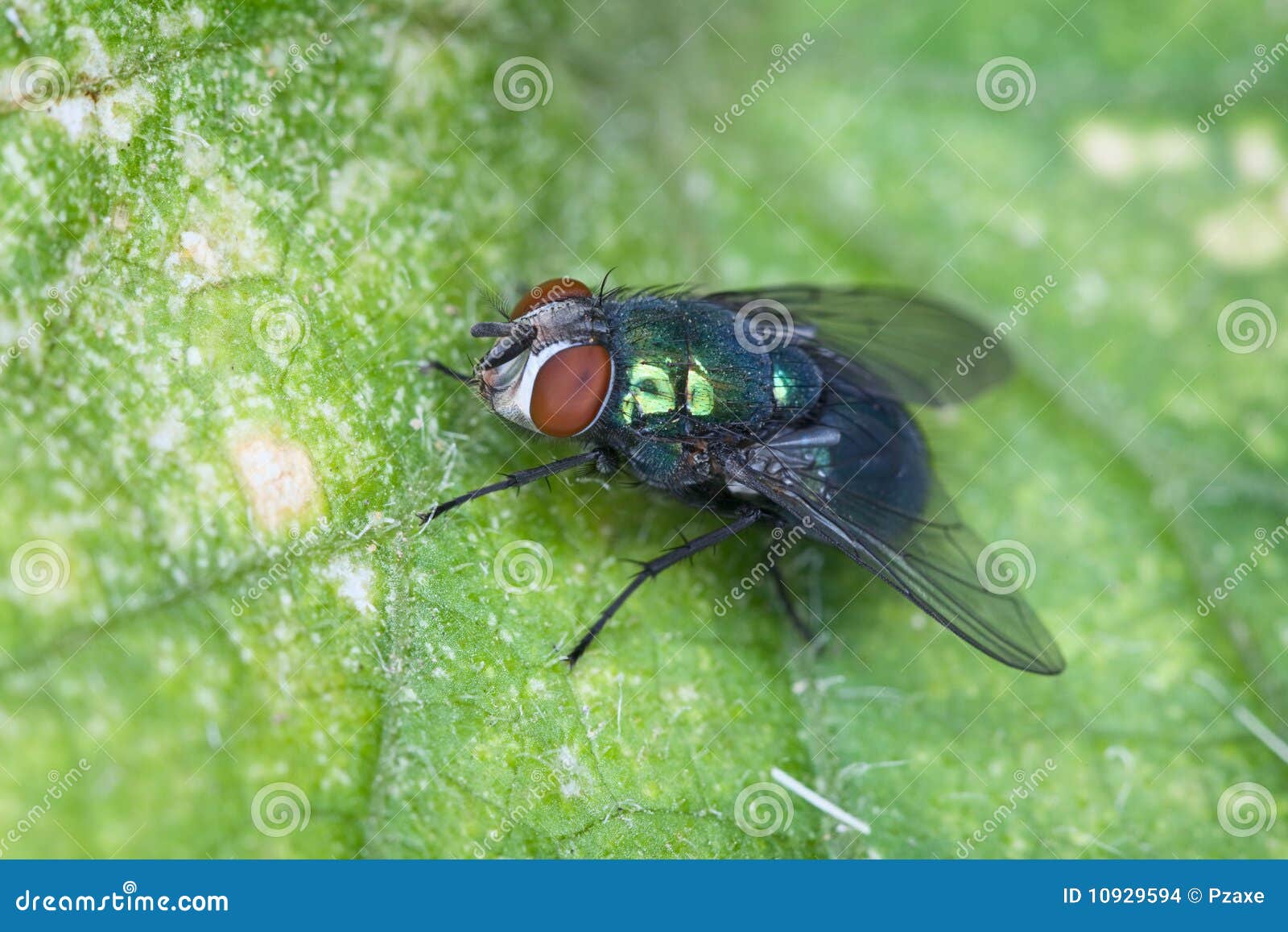 Fly Sitting on Green Sheet of Plant Stock Photo - Image of black, hairy ...