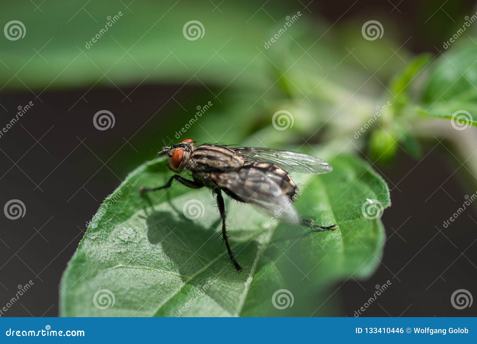 Fly Sitting on Leaf Close-up Stock Photo - Image of depth, field: 133410446