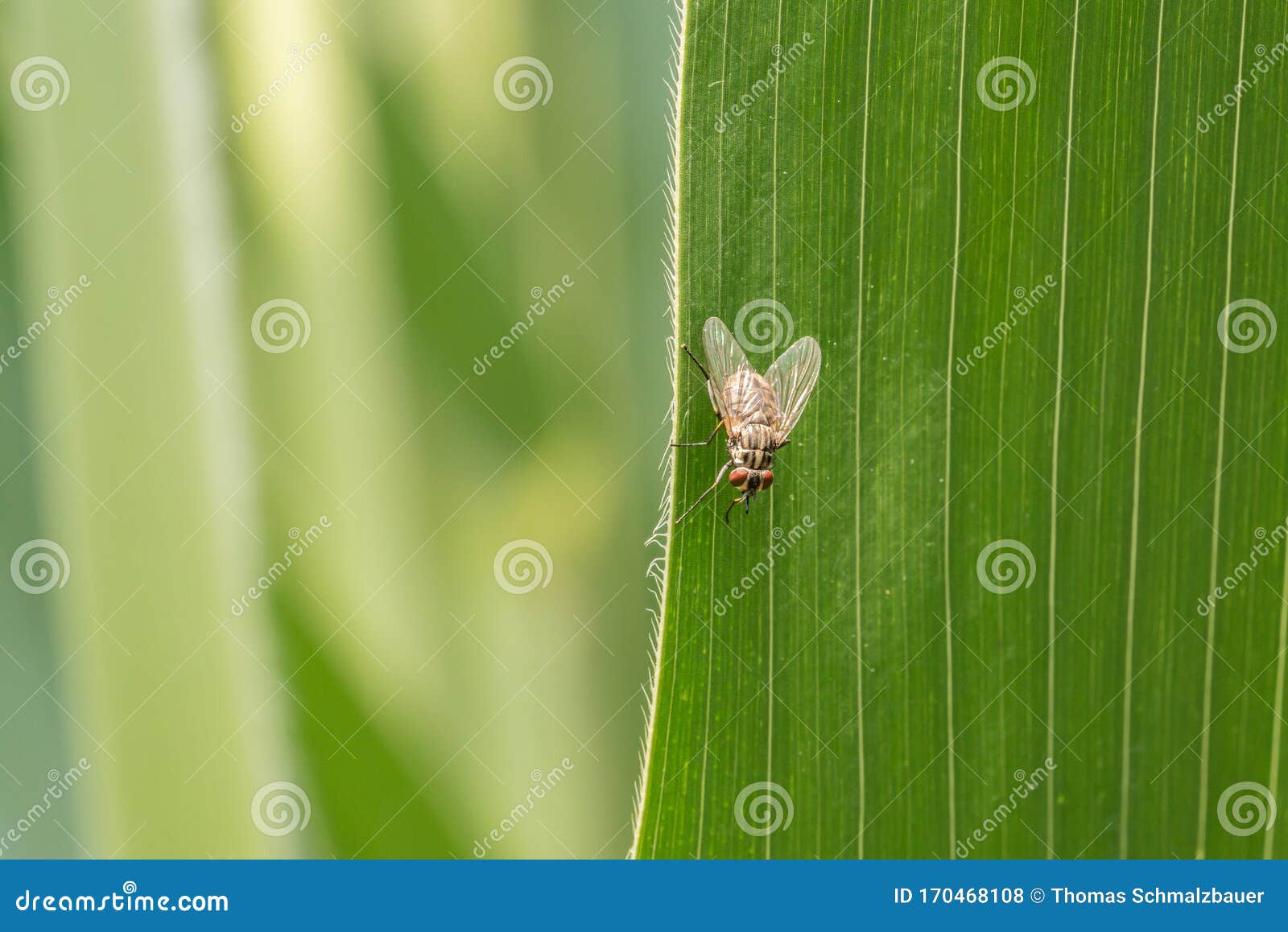 Fly Sitting on a Leaf of a Corn Plant and Basking in the Sun, Germany ...