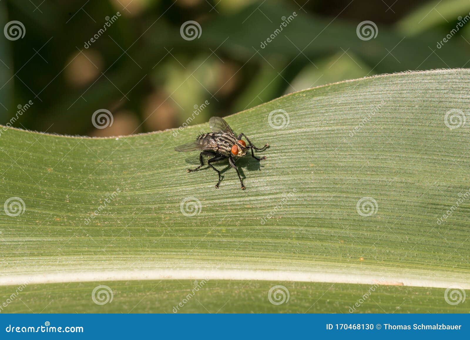 Fly Sitting on a Leaf of a Corn Plant and Basking in the Sun, Germany ...