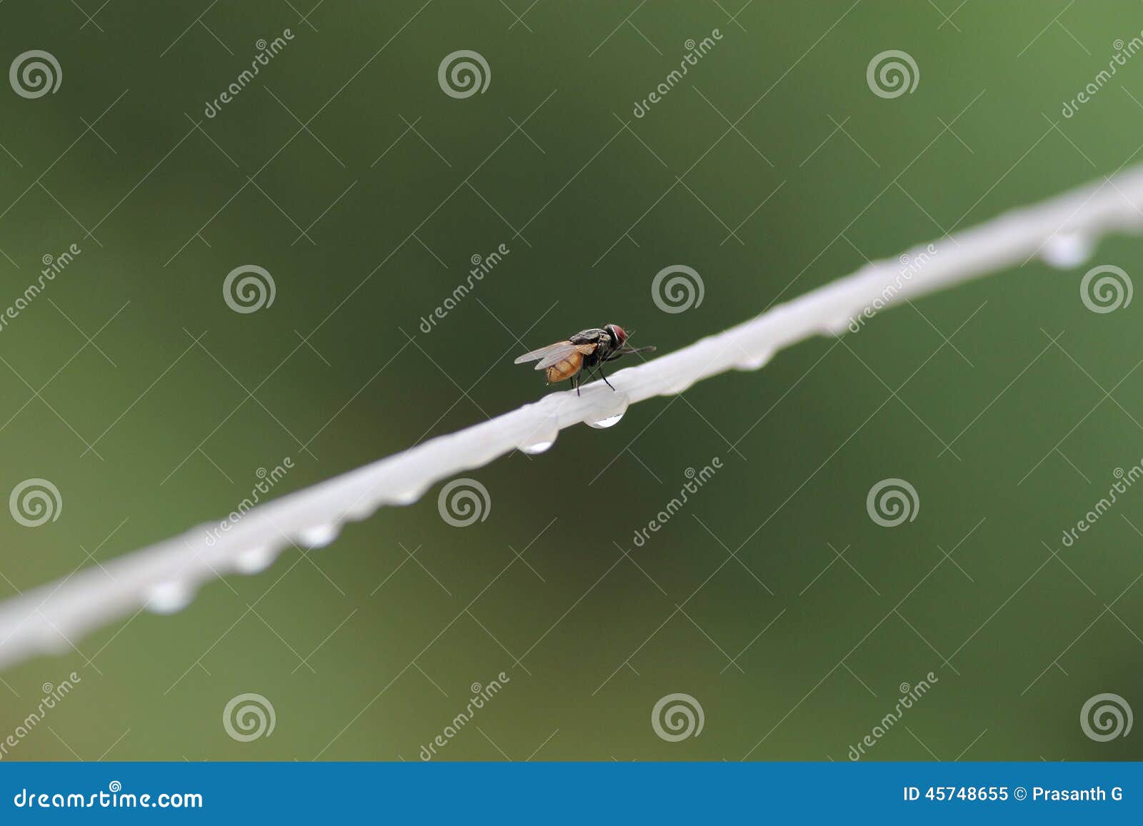 Fly Sitting on a Rope with Rain Drops Stock Image - Image of focus ...