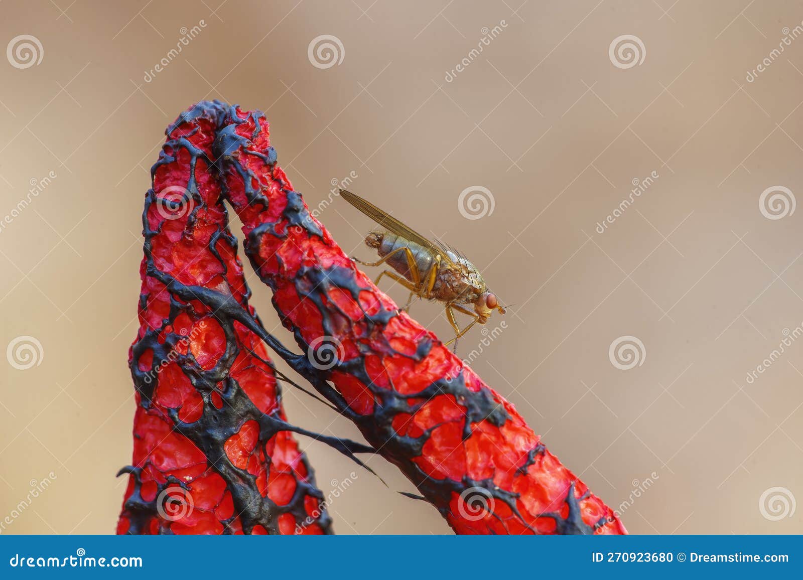 Fly is Sitting on a Stinking Devil S Finger Mushroom Stock Photo ...