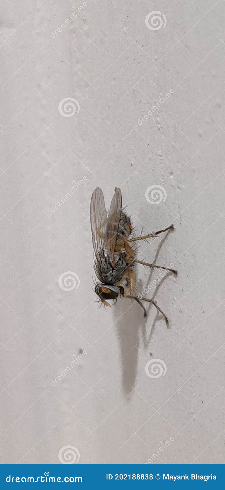 Fly sitting on the wall stock photo. Image of leaf, invertebrate ...