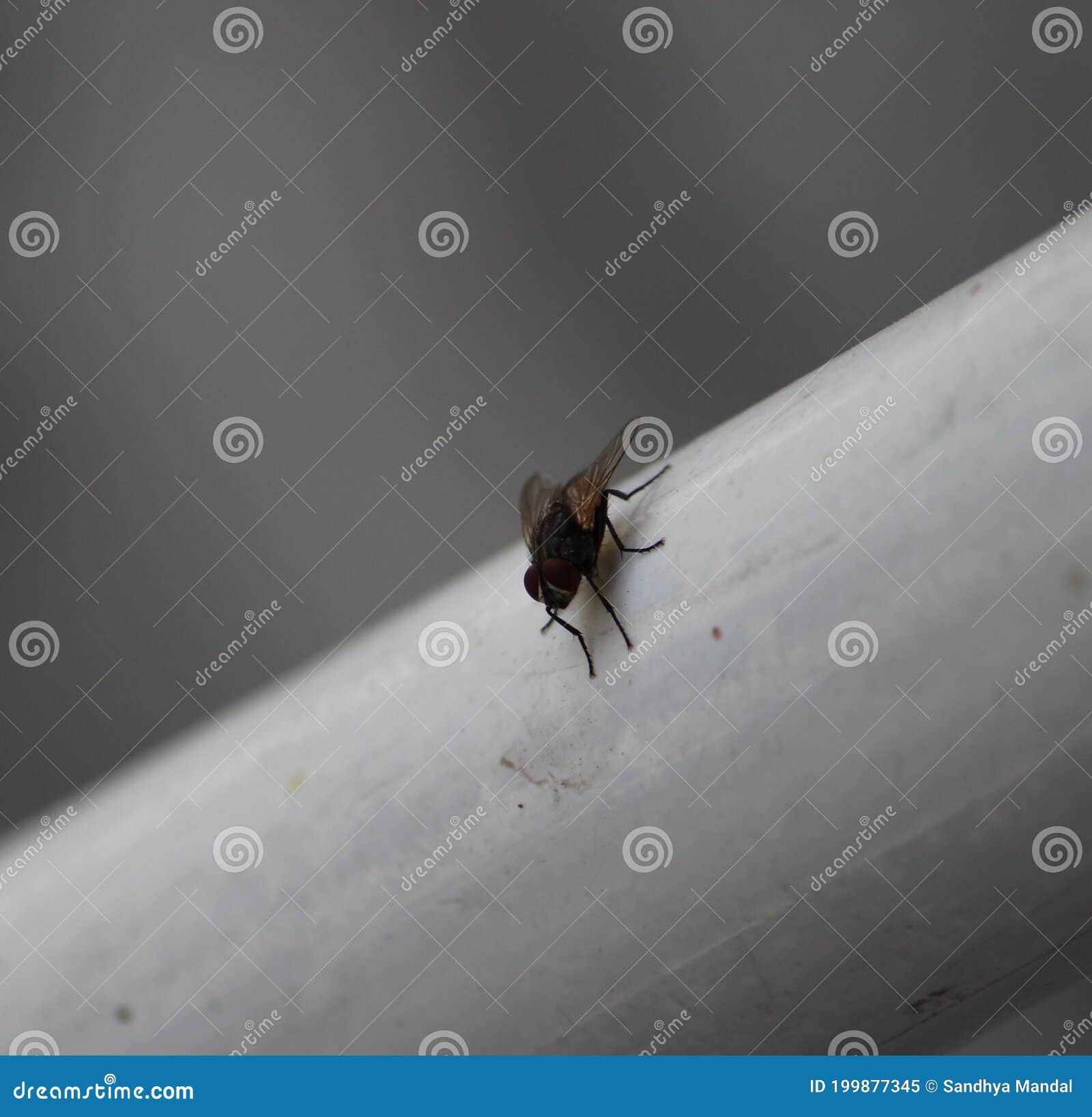 A Fly Sitting on a White Surface Stock Image - Image of background ...