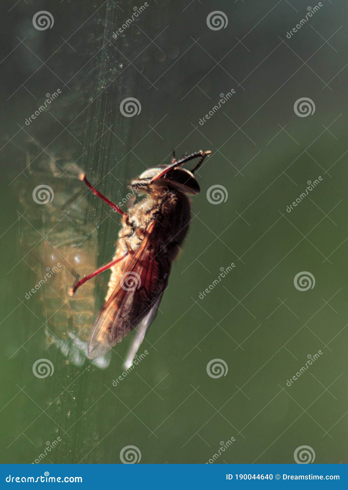 Fly Sitting on Window Glass Stock Photo - Image of insect, small: 190044640
