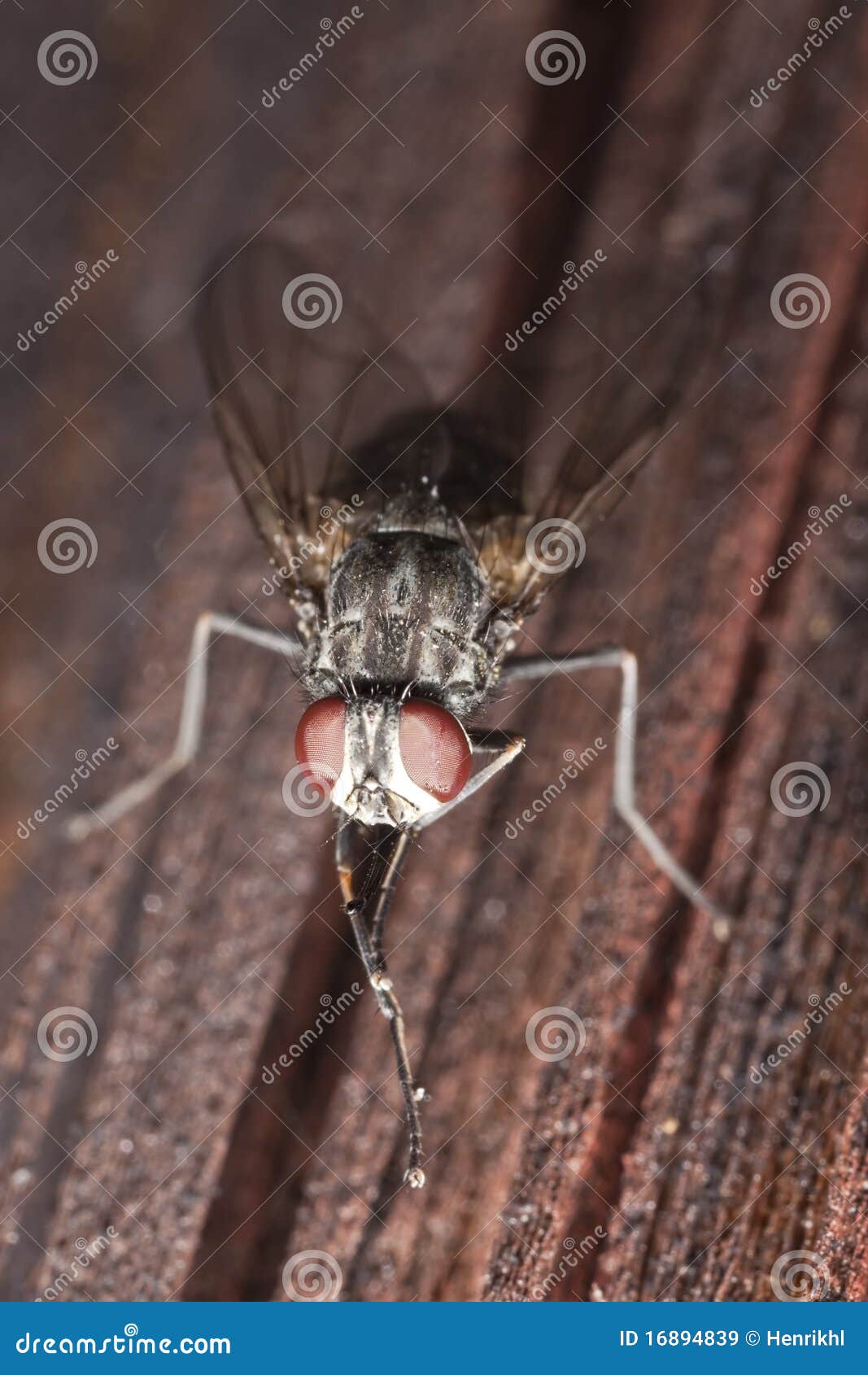 Fly sitting on wood stock image. Image of brown, living - 16894839