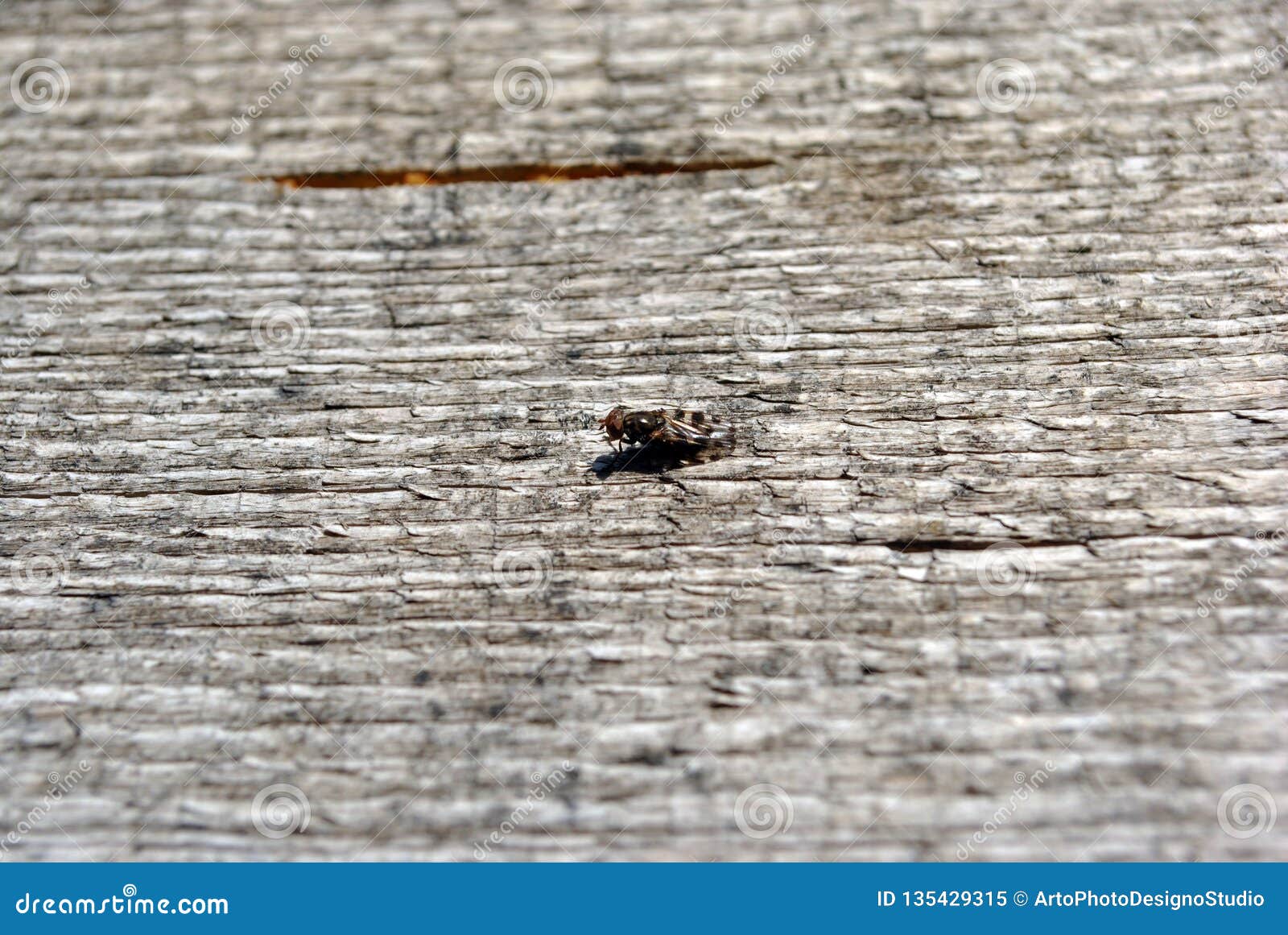 Fly Sitting on Wooden Plank in Sunlight, Background Texture Stock Image ...