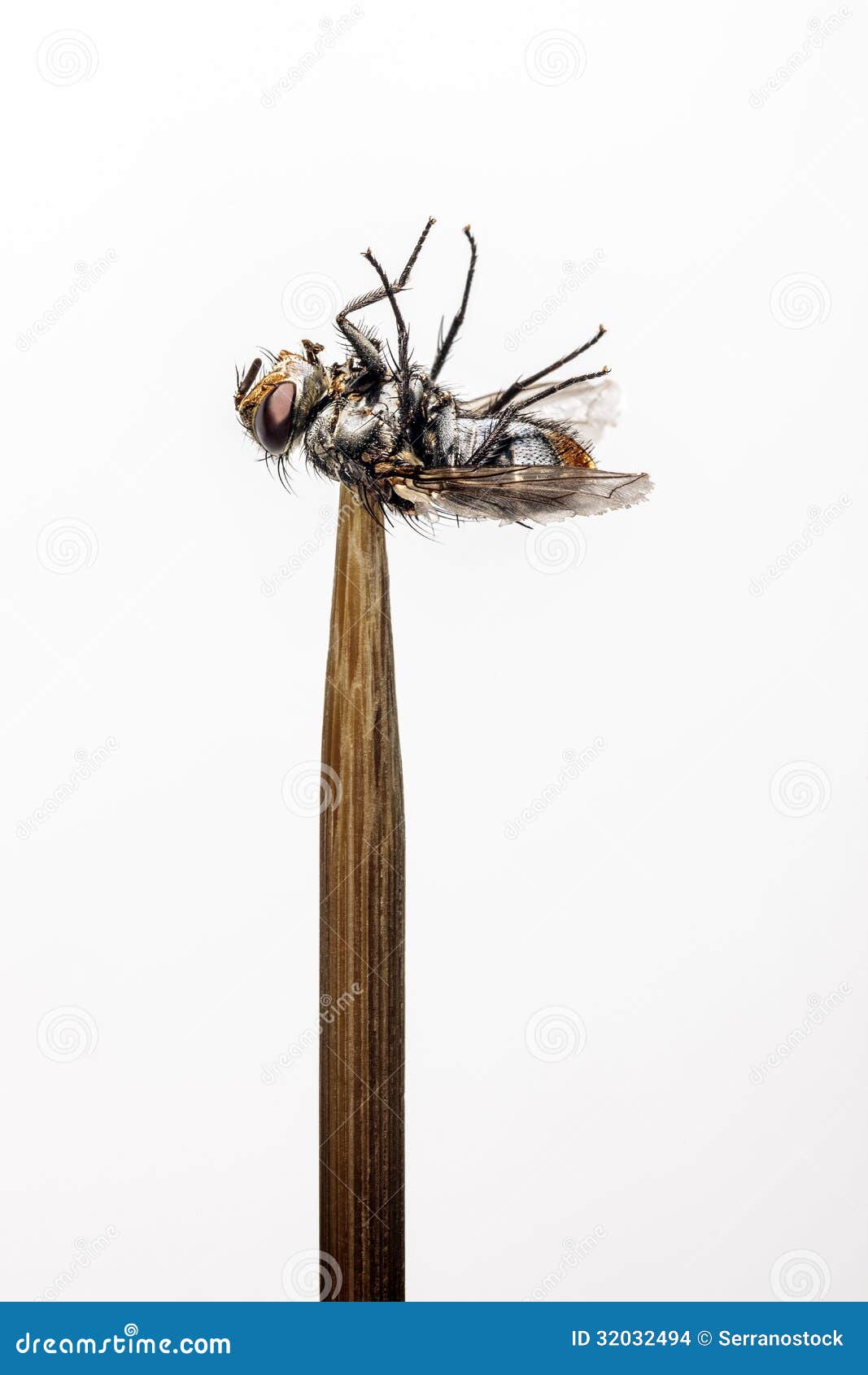 Fly on skewer stock photo. Image of eratication, skewer - 32032494
