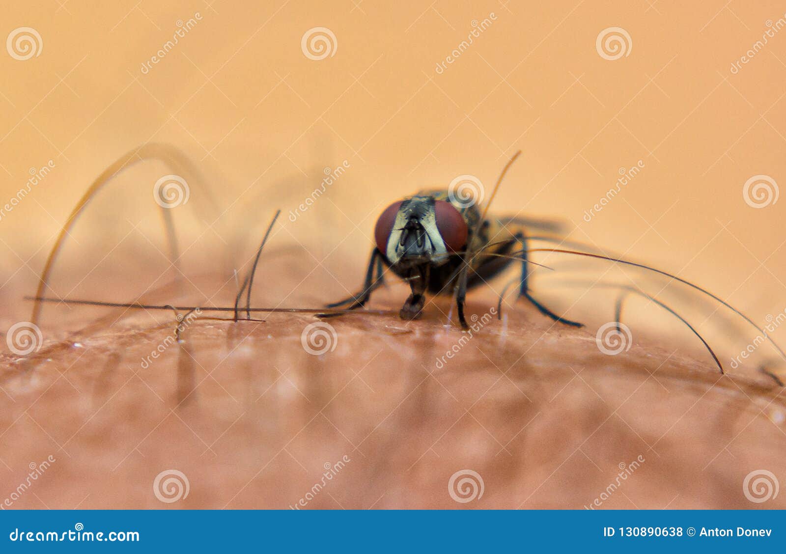 Fly on a skin. stock photo. Image of details, wildlife - 130890638