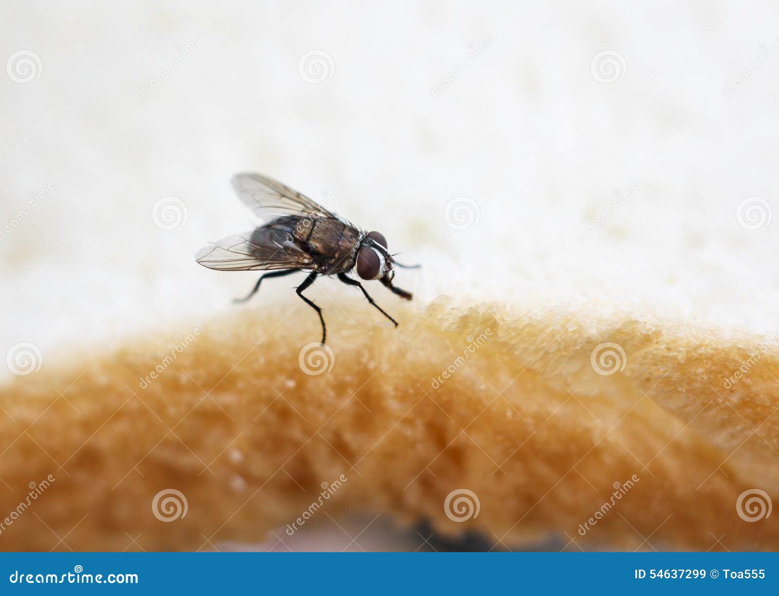 Fly on a Slice of Bread stock image. Image of macro, colorful - 54637299